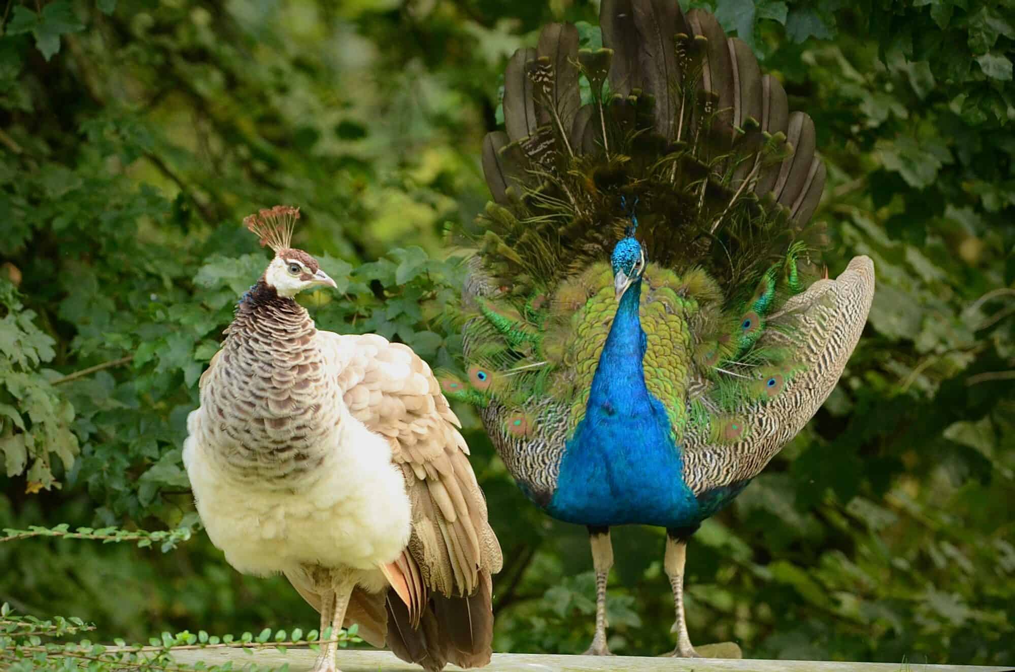 How Female Peacocks and Sparklemuffin Spiders Mating Rituals